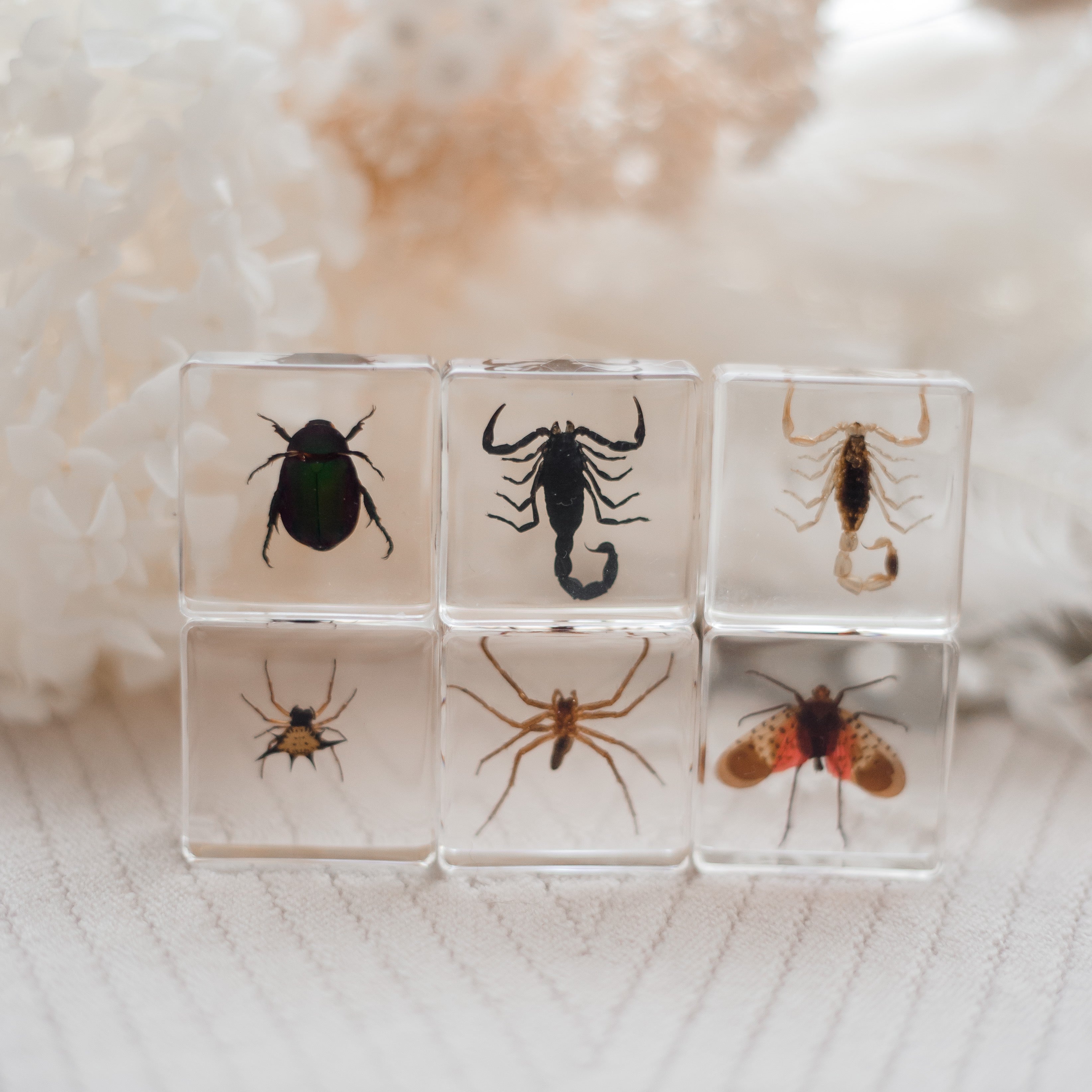 Our Earth life: Creepy Crawlers Specimen Set – IQM Store
