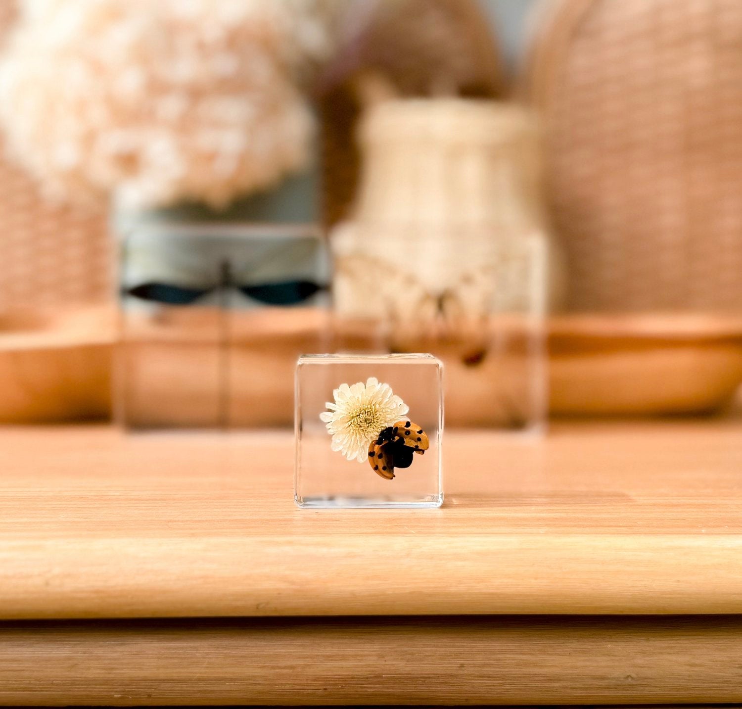 Our Earth life: Ladybird and Flower Specimen – IQM Store