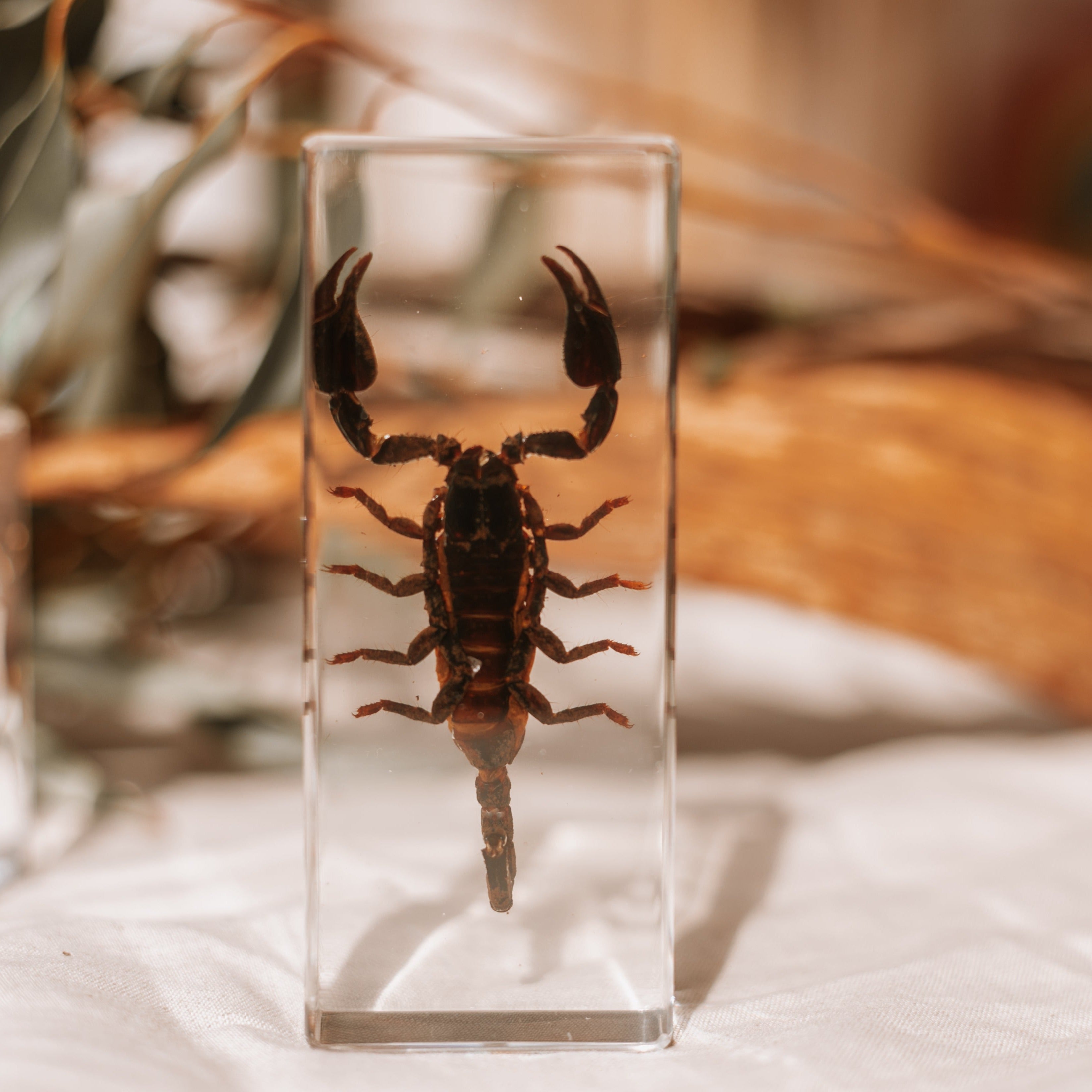Our Earth life: Black Scorpion Specimen – IQM Store